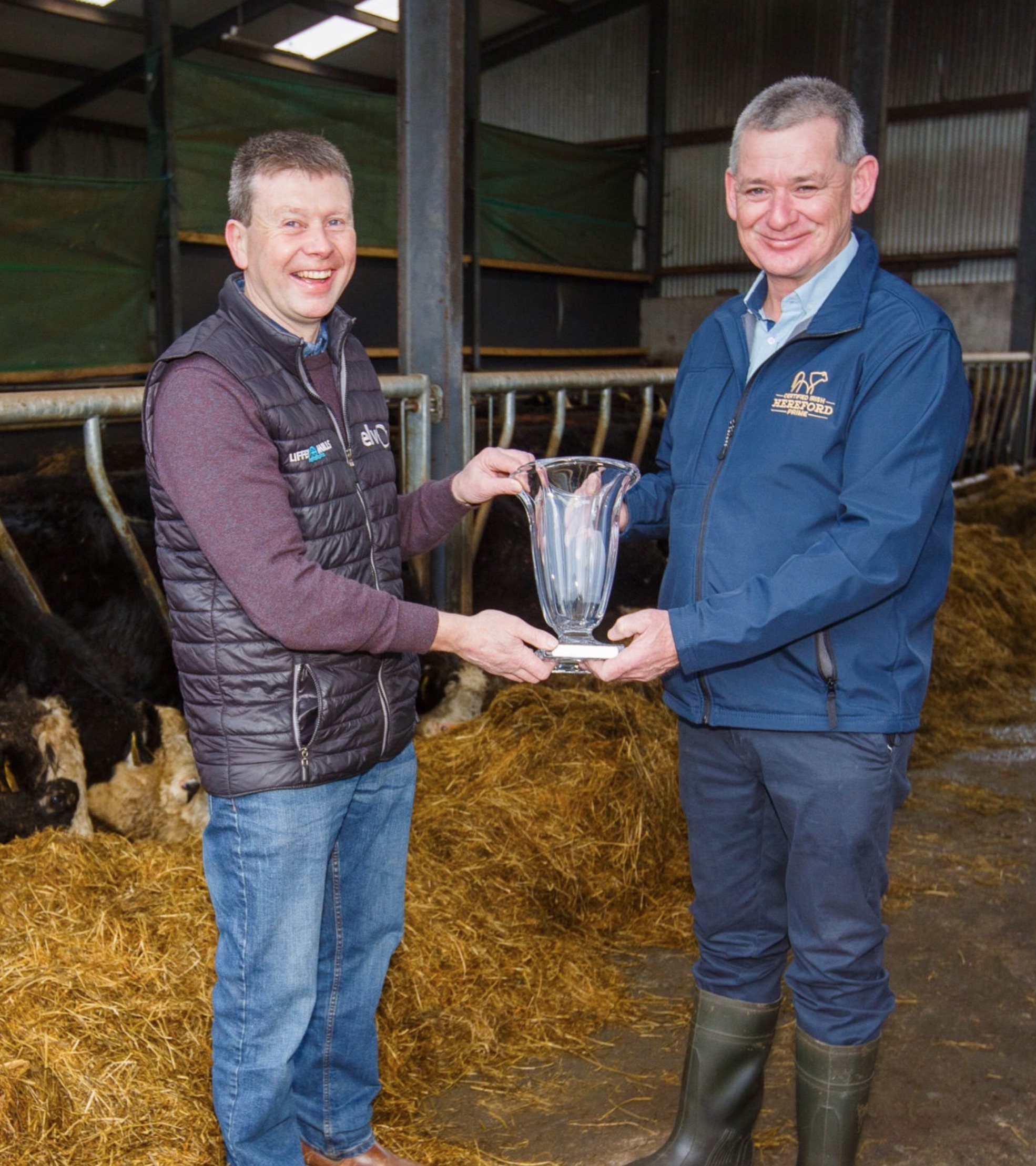 Clement King - Irish Hereford Prime