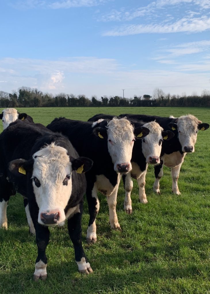 Peter & Ronan Murray - Irish Hereford Prime