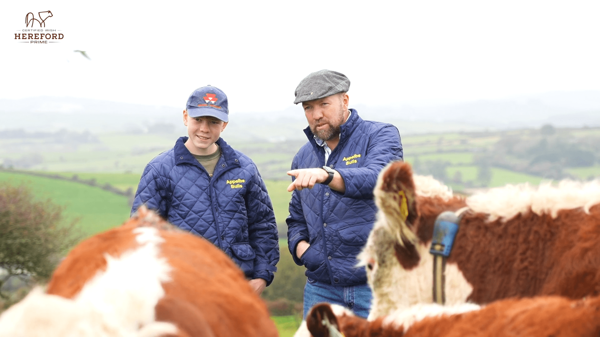John Appelbe - Irish Hereford Prime